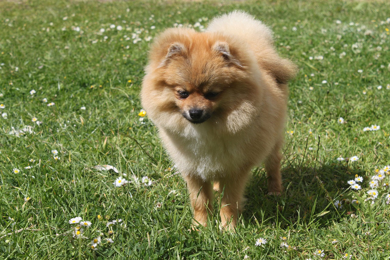 Spitz nain - Découvrez la race de chien