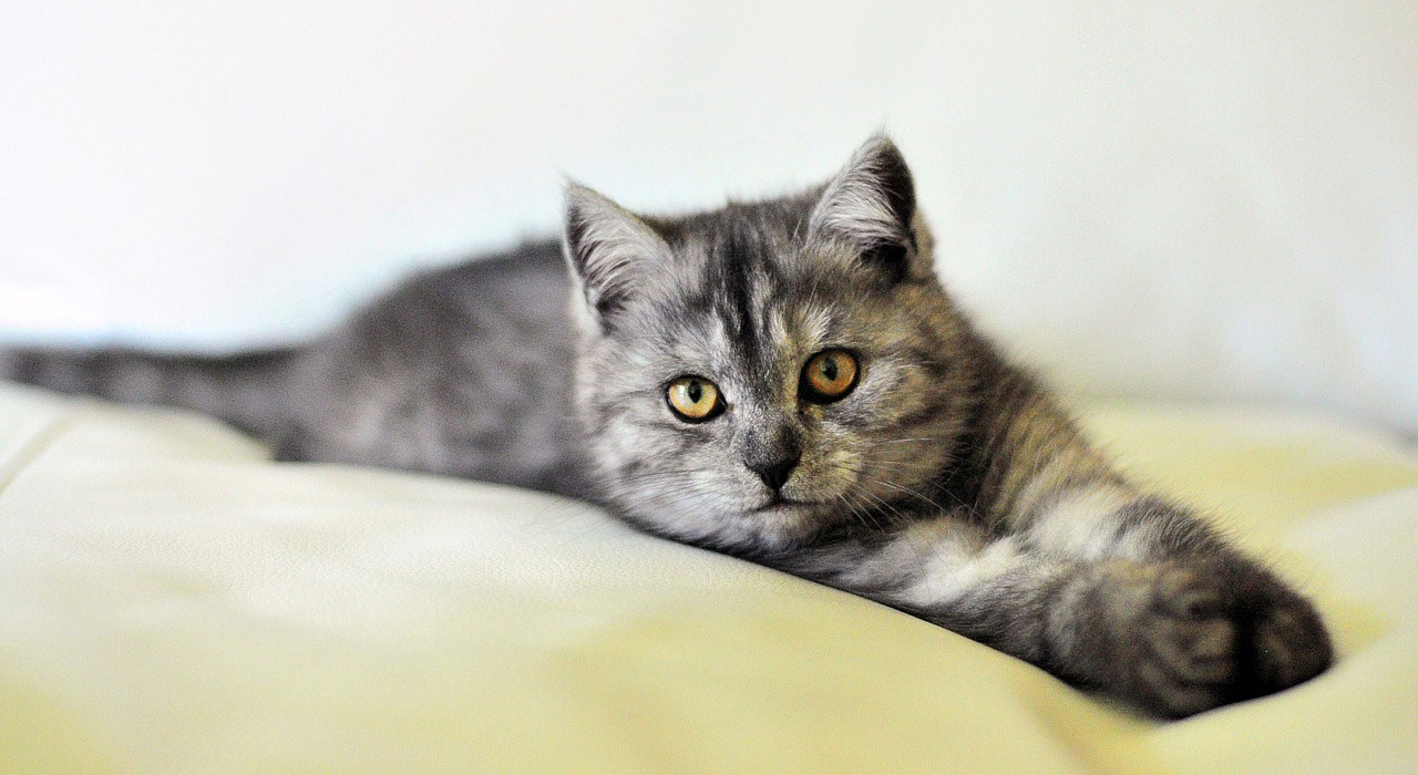 10 races de chats à poils courts