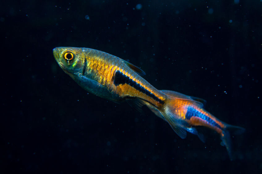 Arlequin - Tout savoir sur ce poisson