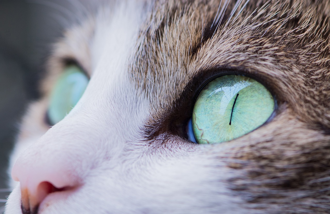 7 races de chats aux yeux verts