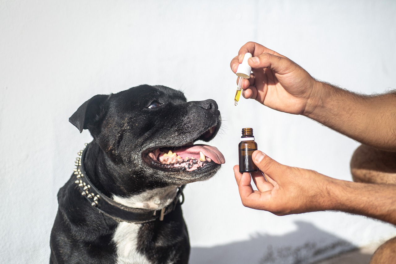 Bienfaits du CBD pour les animaux