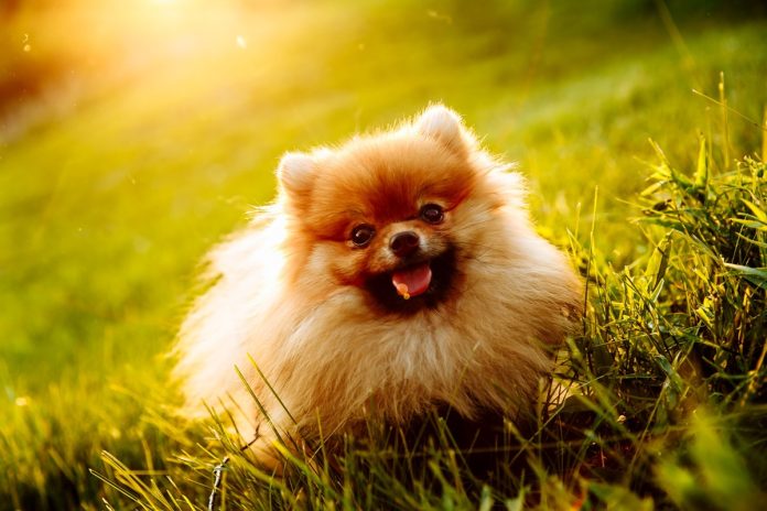 Spitz nain - Découvrez la race de chien