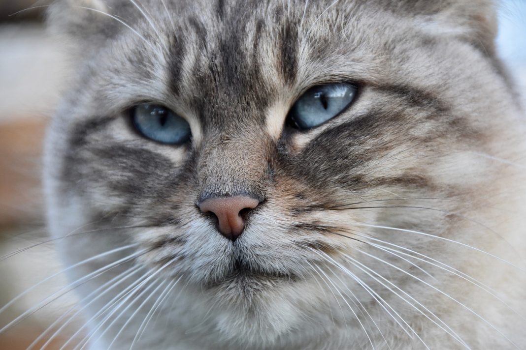 Pourquoi mon chat a la truffe humide ? - Animal.ch