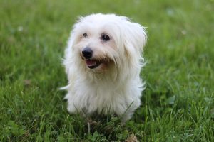4 races de chien qui aiment les inconnus