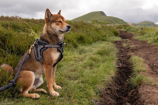 4 races de chien qui sont les plus autonomes
