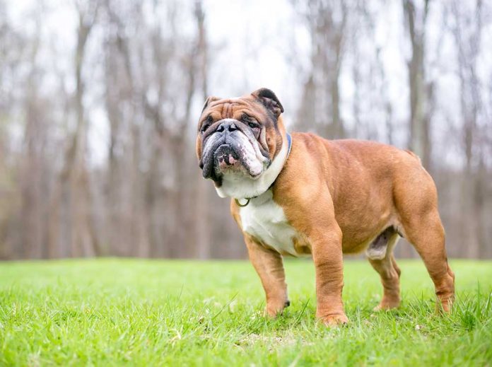 Les 9 races de chien qui sont parfaites pour un maître pas sportif