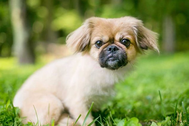 Chiens nains : Les 11 races de chien miniatures