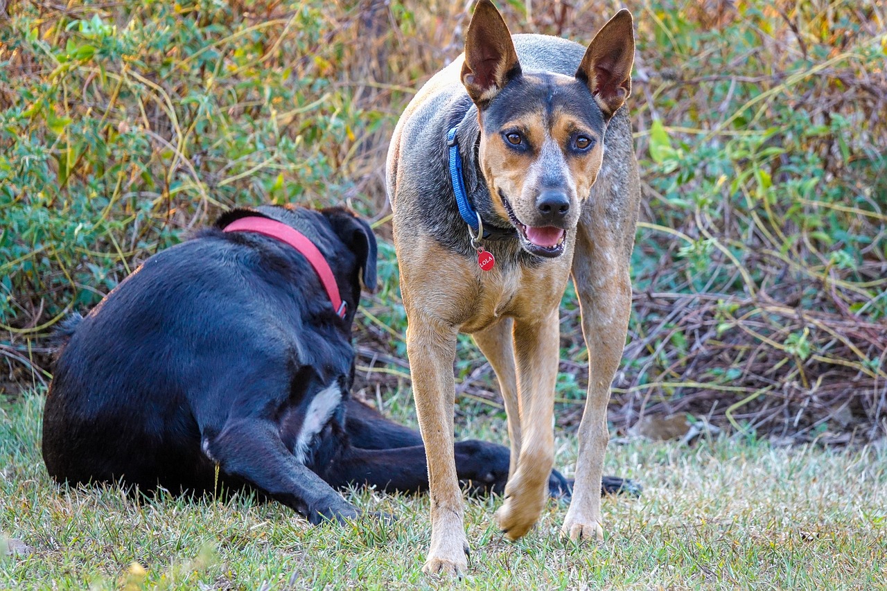 10 mythes sur les chiens de protection du bétail - Animal.ch