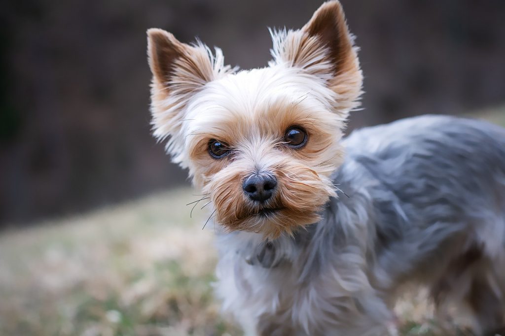 Chiens nains : Les 11 races de chien miniatures