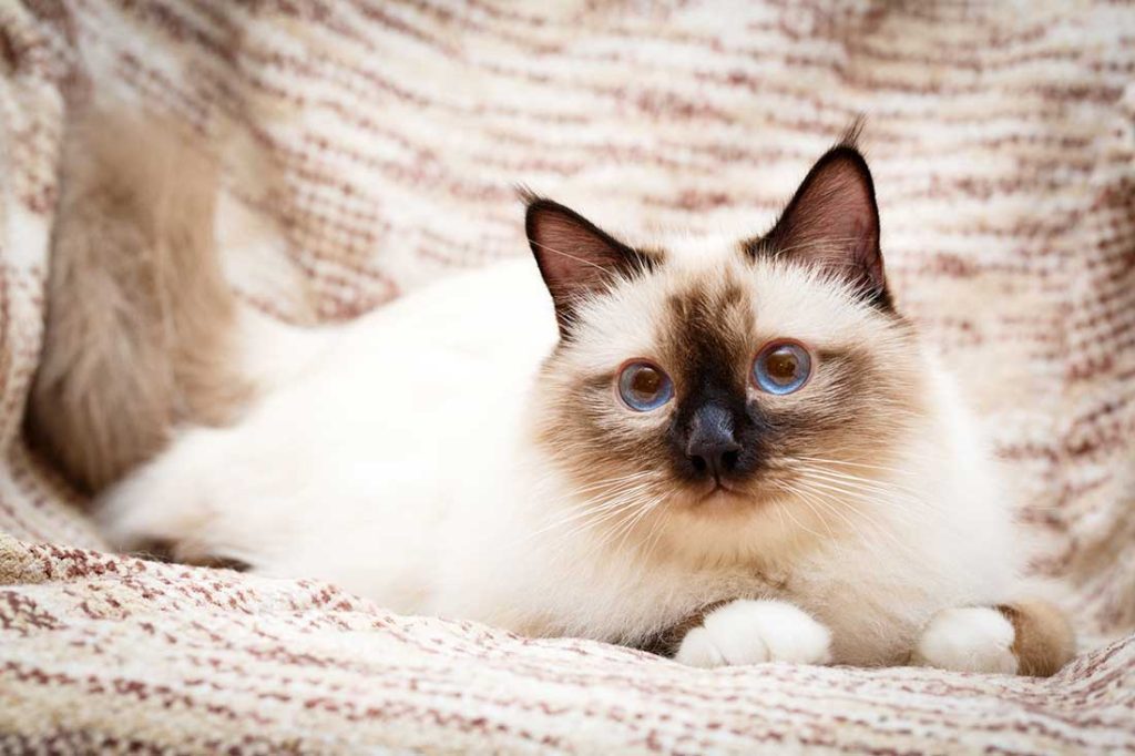 Les 8 races de chat qui ont besoin d’un maître qui adore les câlins