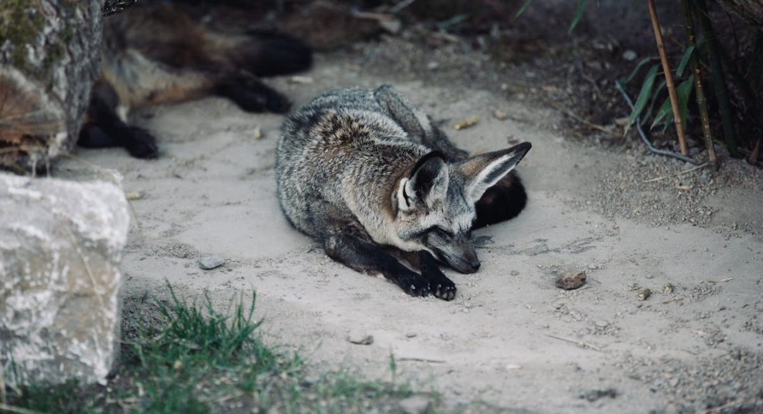 Animal en U : Les animaux commençant par la lettre U