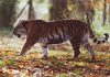 Animal en U : Les animaux commençant par la lettre U - Animal.ch