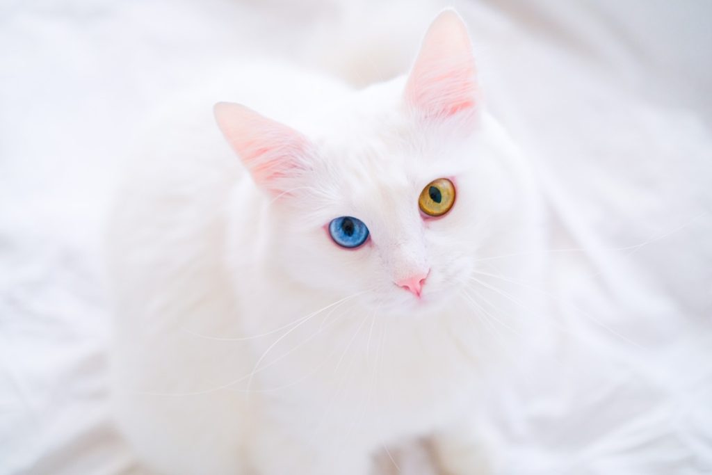 Quelles sont les couleurs des yeux de chat les plus rares au monde?