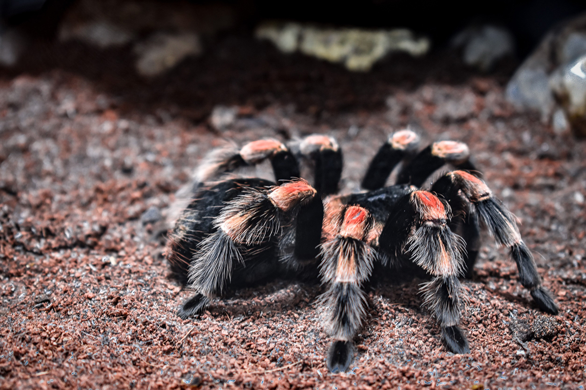 Animal en M : les animaux commençant par la lettre M - Animal.ch