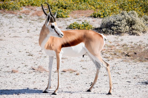 Les 10 animaux les plus rapides du monde : Et vous allez être surpris