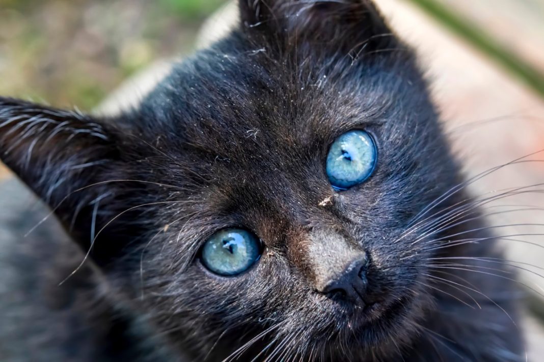 Les races de chats noir aux yeux bleus - Animal.ch