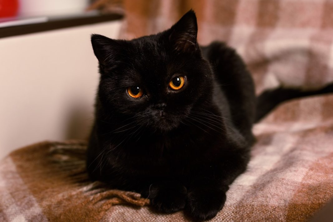 Quelles sont les couleurs des yeux de chat les plus rares au monde?