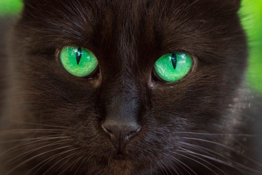 11 chats noirs aux yeux verts que vous adorerez - Animal.ch