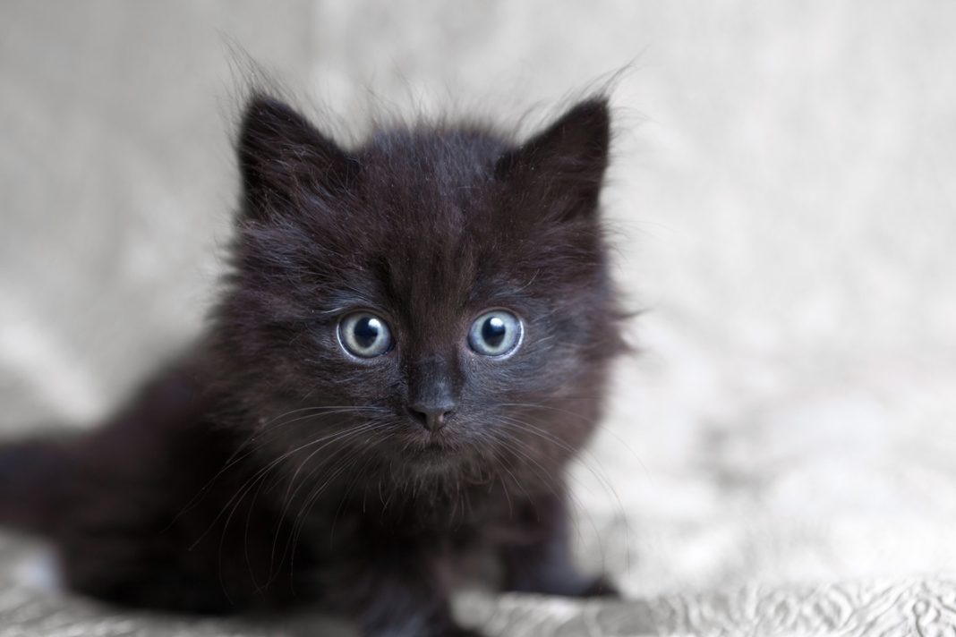 Les races de chats noir aux yeux bleus - Animal.ch