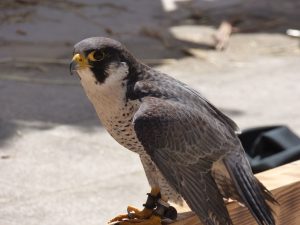 Les 10 animaux les plus rapides du monde : Et vous allez être surpris