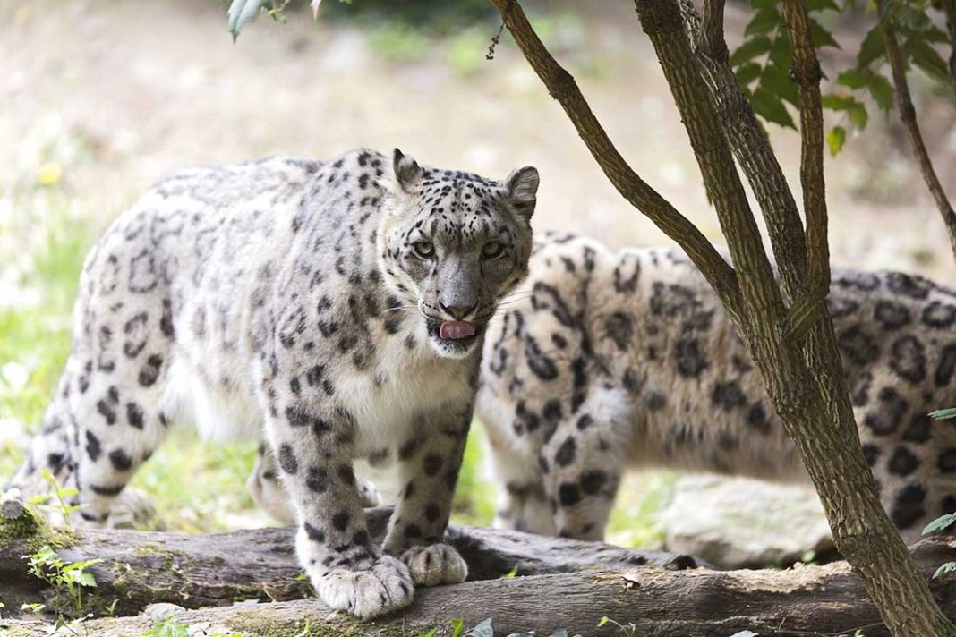 Les 10 animaux les plus rapides du monde : Et vous allez être surpris