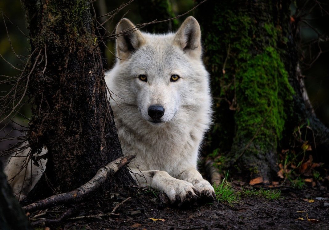 Les 10 animaux les plus rapides du monde : Et vous allez être surpris