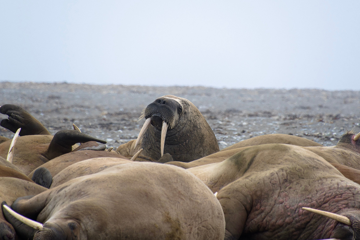 Animal en M : les animaux commençant par la lettre M - Animal.ch