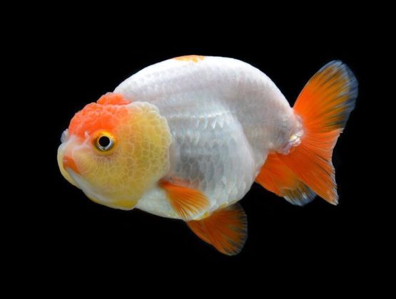 Le poisson rouge Ranchu