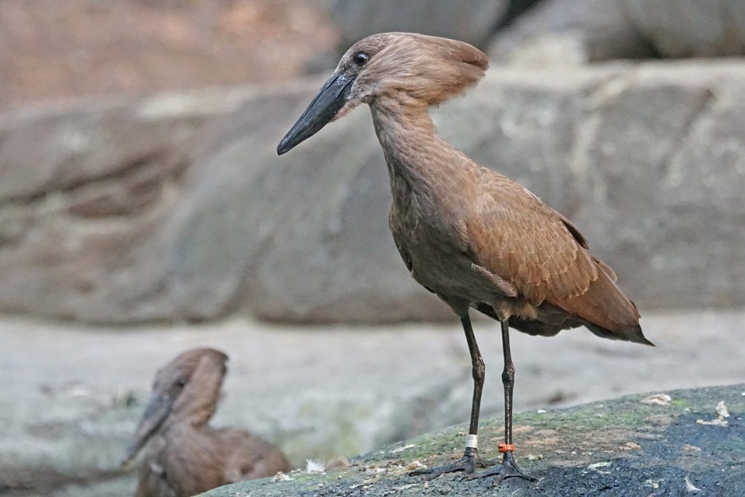 Animal en U : Les animaux commençant par la lettre U - Animal.ch