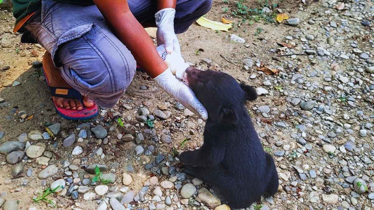 Découvrez comment cet ourson orphelin défie toutes les chances de ... Découvrez comment cet ourson orphelin défie toutes les chances de ...