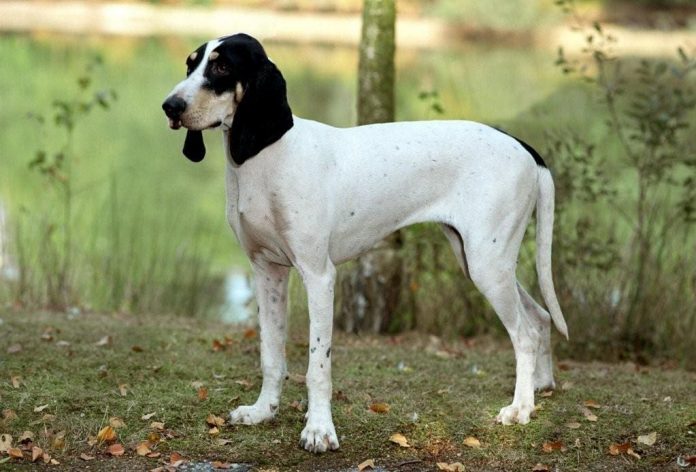 Ariégeois - Découvrez la race de chien