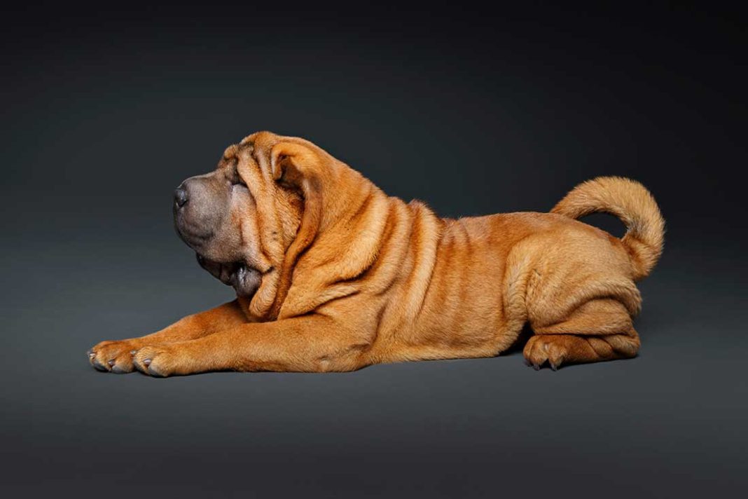 Shar Pei - Découvrez la race de chien