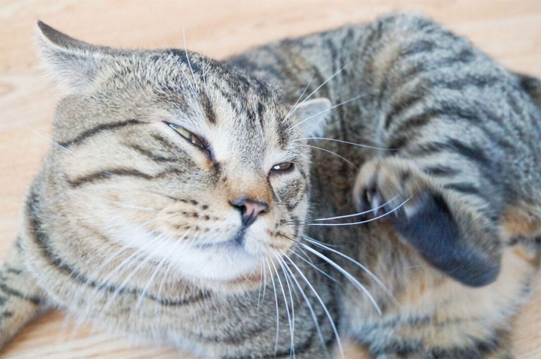 Gale du chat : Tout savoir sur cette maladie