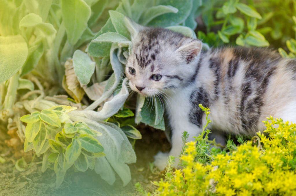 Plantes répulsives pour les chats