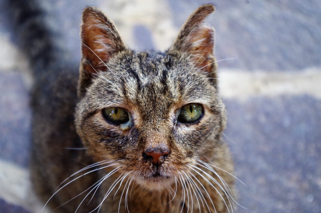 Principales maladies du chat