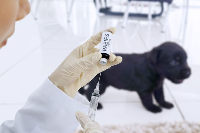 La rage chez le chien - Symptômes et traitement