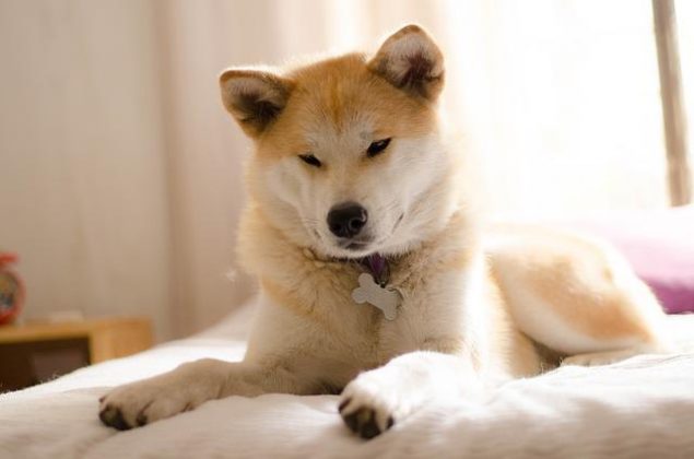3 races de chien qui sont très anciennes
