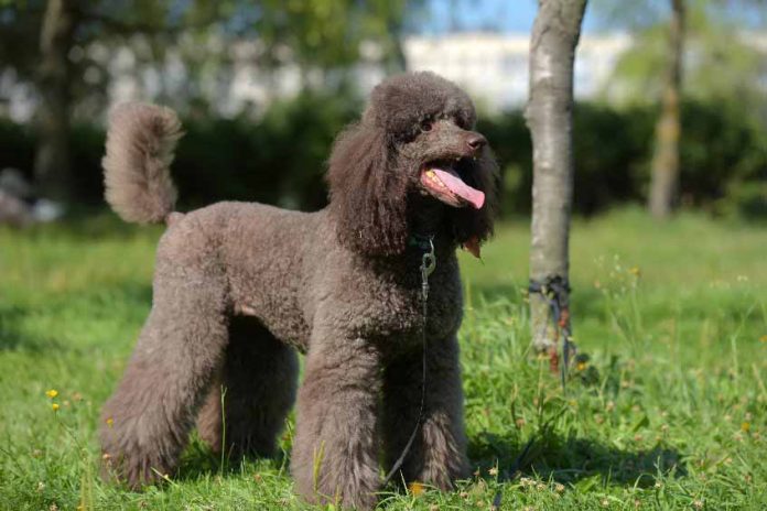 Caniche royal