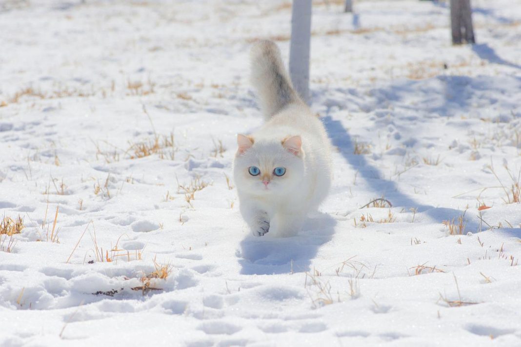 4 races de chat qui adorent la neige - Animal.ch