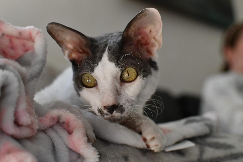 3 races de chat qui sont les plus moches - Animal.ch