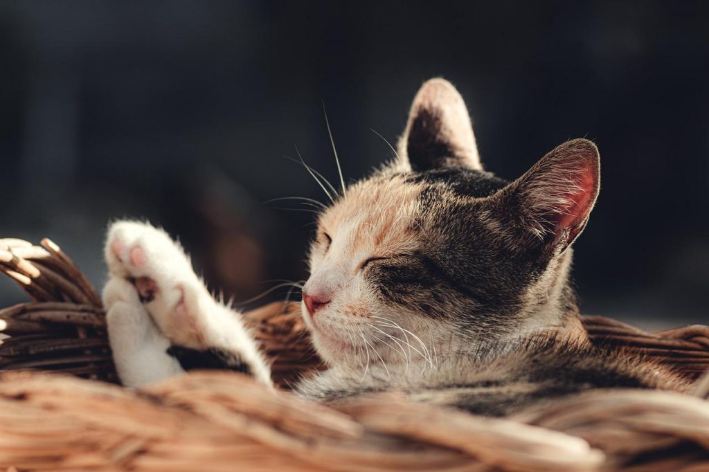 Comment rendre votre chat heureux ? - Animal.ch