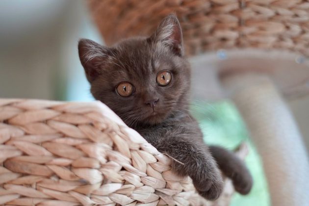 4 races de chat qui vont vous faire sourire
