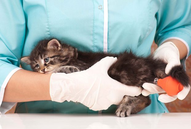 Péritonite infectieuse féline (PIF) : causes, symptômes et traitement