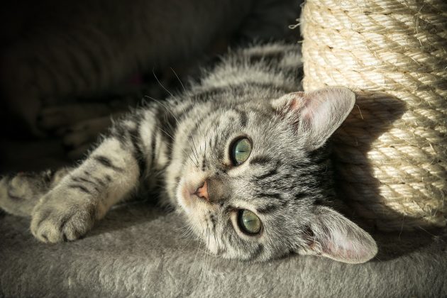 4 races de chat qui vont vous faire sourire - Animal.ch