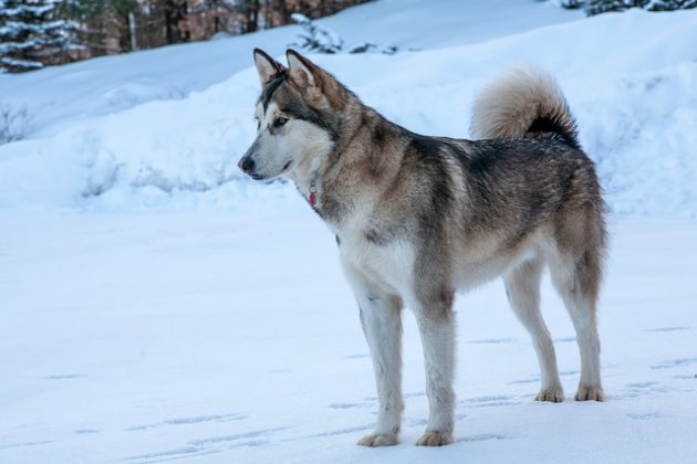 4 races de chien qui pourront se passer de votre présence