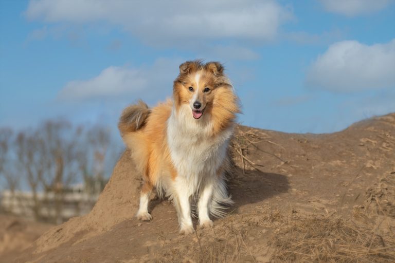 4 races de chien qui ont le plus beau pelage - Animal.ch