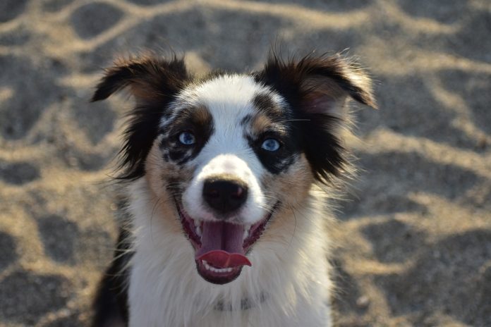 5 races de chien que vous aurez envie de caresser - Animal.ch