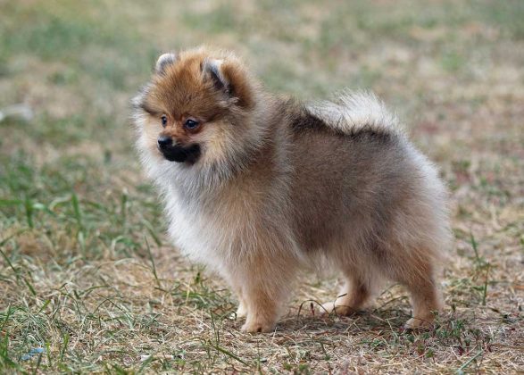 Voici les 8 races de chien qui sont les plus speed - Animal.ch