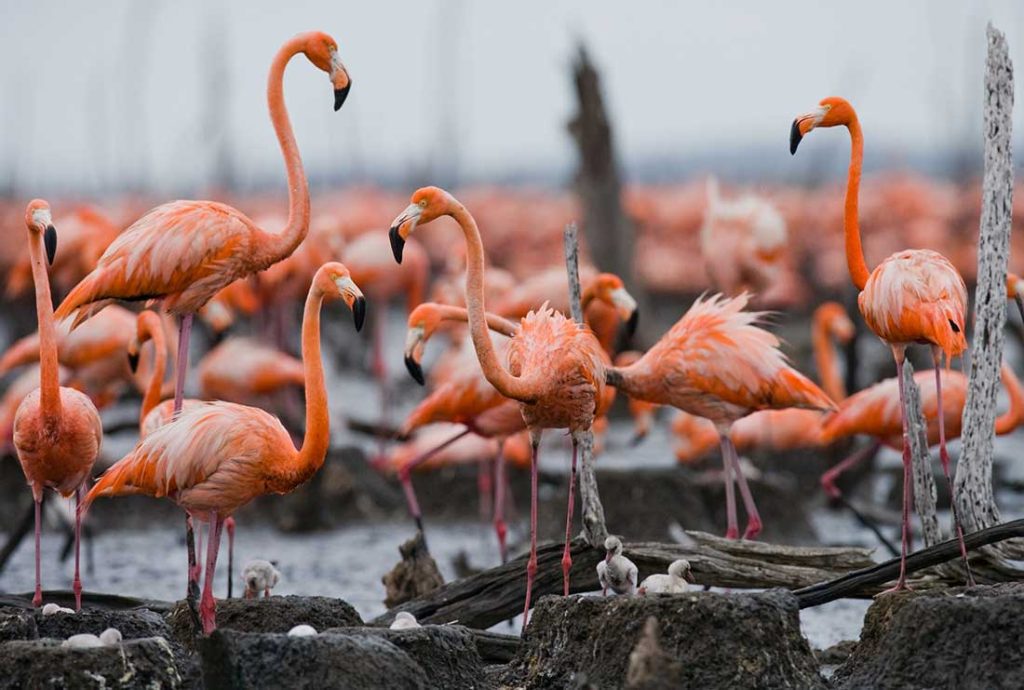 Pourquoi les flamands roses sont roses ? - Animal.ch