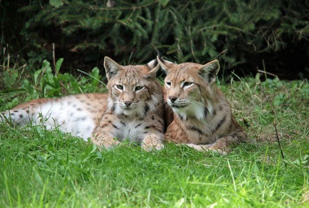 Le Lynx